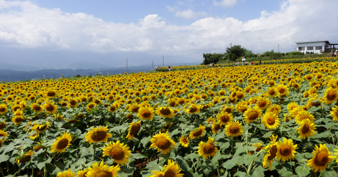 Sunflower Farm Sunflower Farm In Cecil, Wisconsin, Draws Thousands To