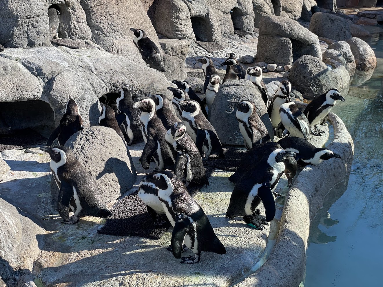 Where to see New Jersey Penguins